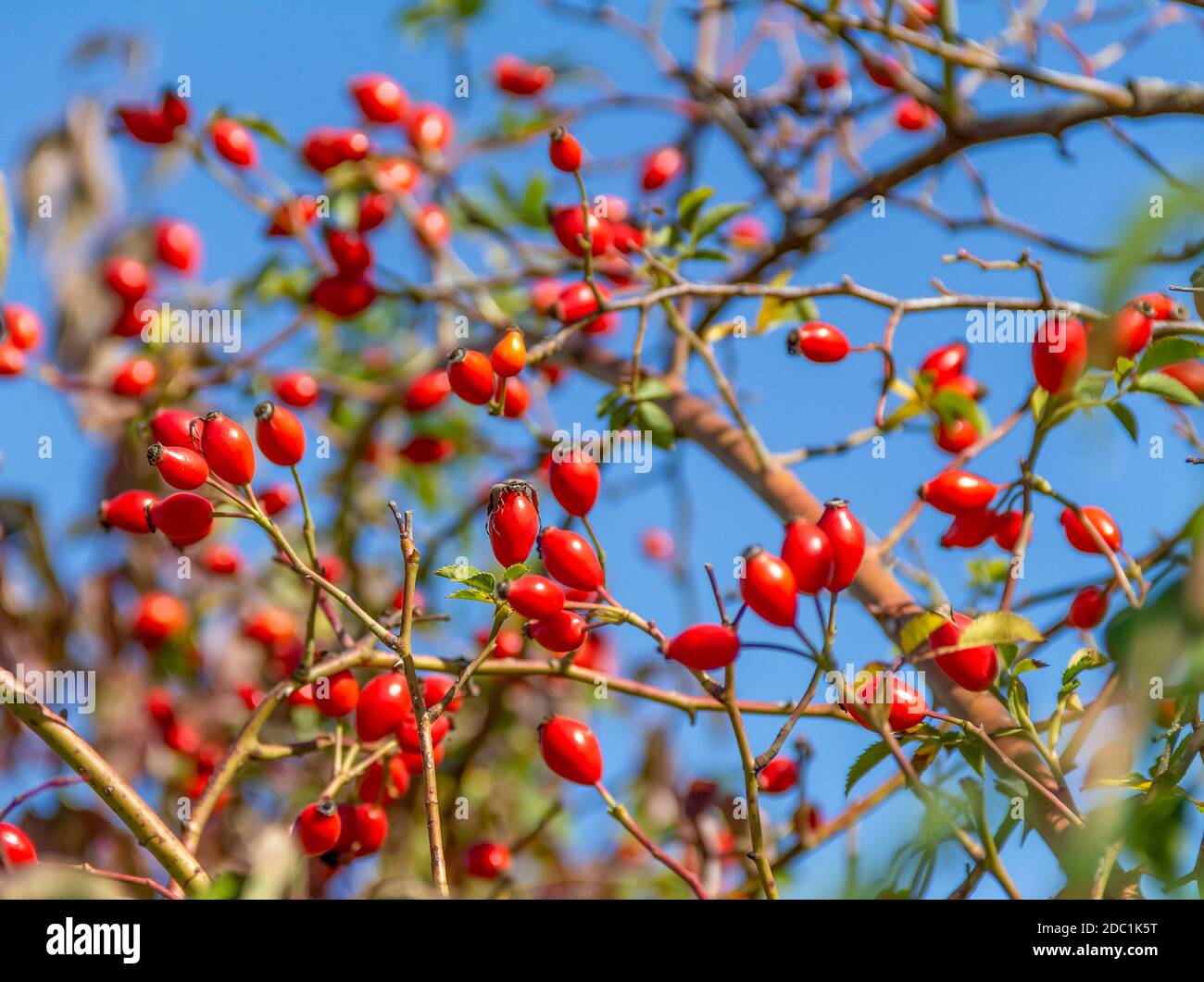 sunny illuminated red dog-rose fruits in blue back Stock Photo - Alamy
