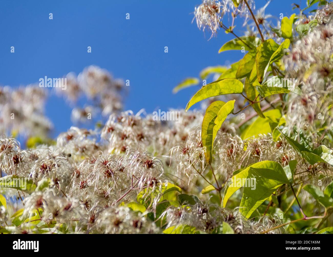 fluffy clematis seeds in sunny ambiance at autumn time Stock Photo - Alamy