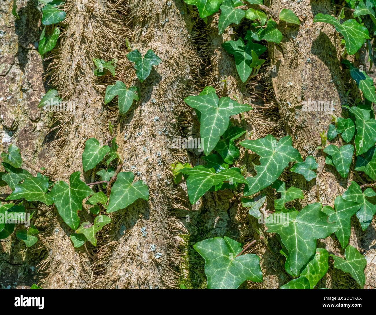sunny illuminated Ivy vegetation with rootlets and leaves on a tree ...