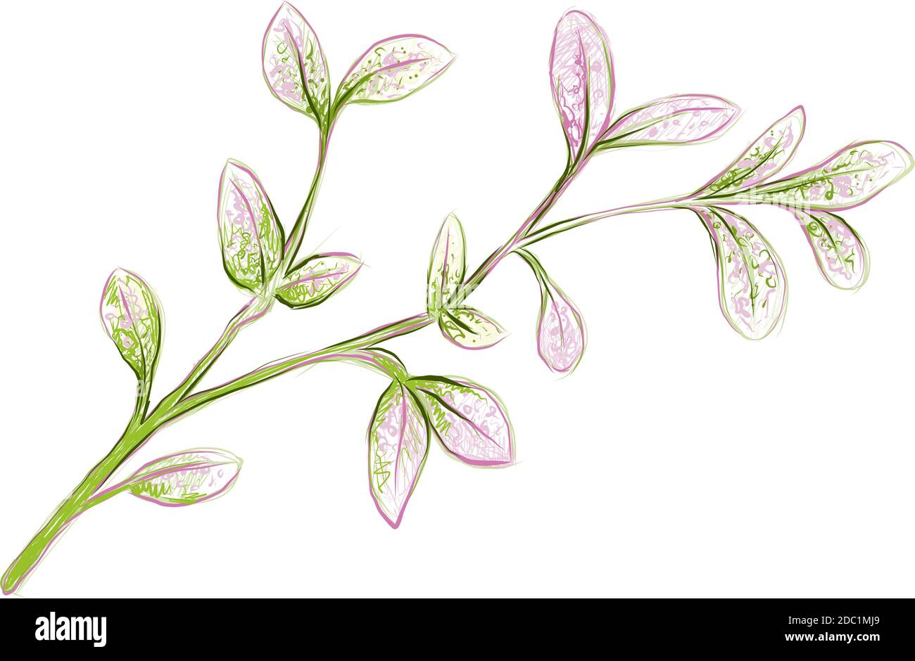 Illustration of Manila Tamarind or Pithecellobium Dulce Benth with ...