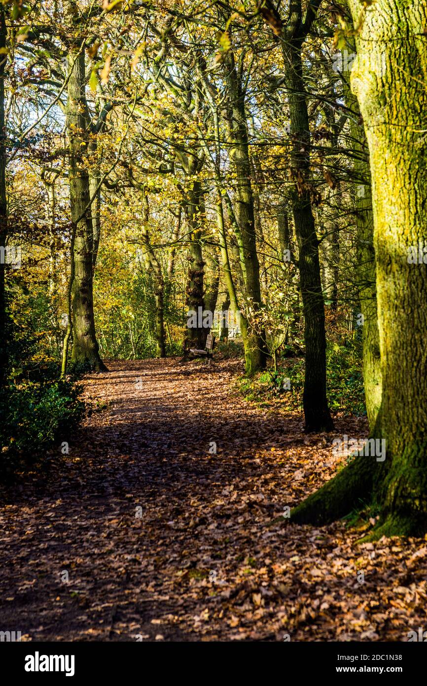 Ruff Wood is near Ormskirk, Lancaashire, UK Stock Photo - Alamy