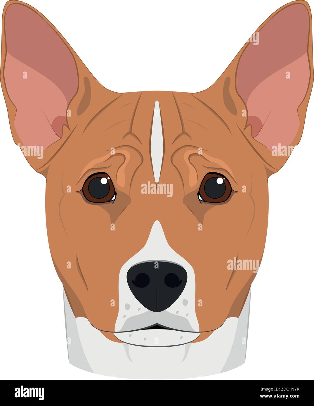 Basenji dog isolated on white background vector illustration Stock ...