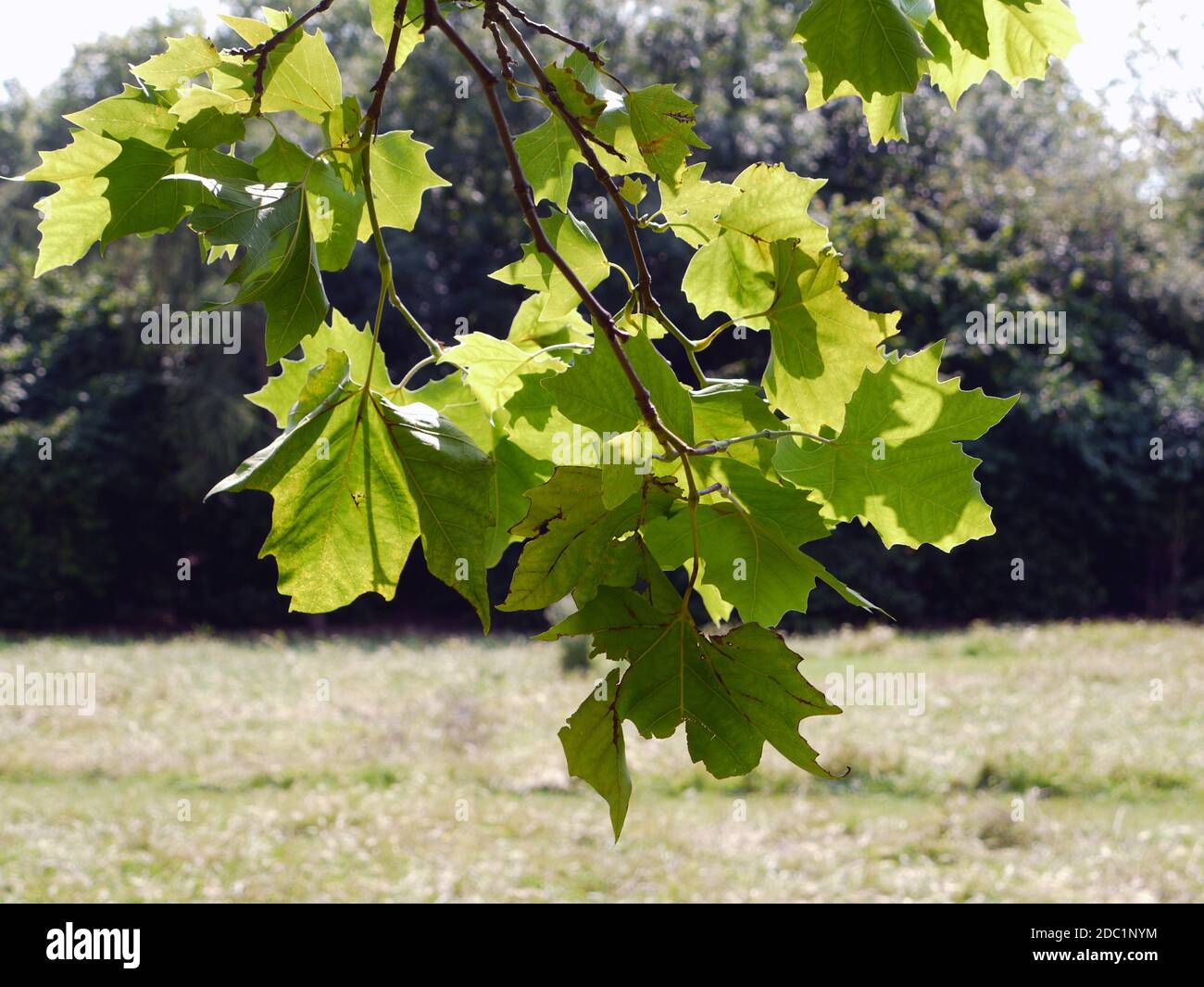 tree leaves Highbury Fields Islington London Stock Photo - Alamy
