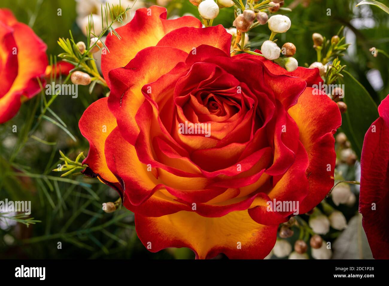 beautiful bouquet of colorful roses Stock Photo - Alamy