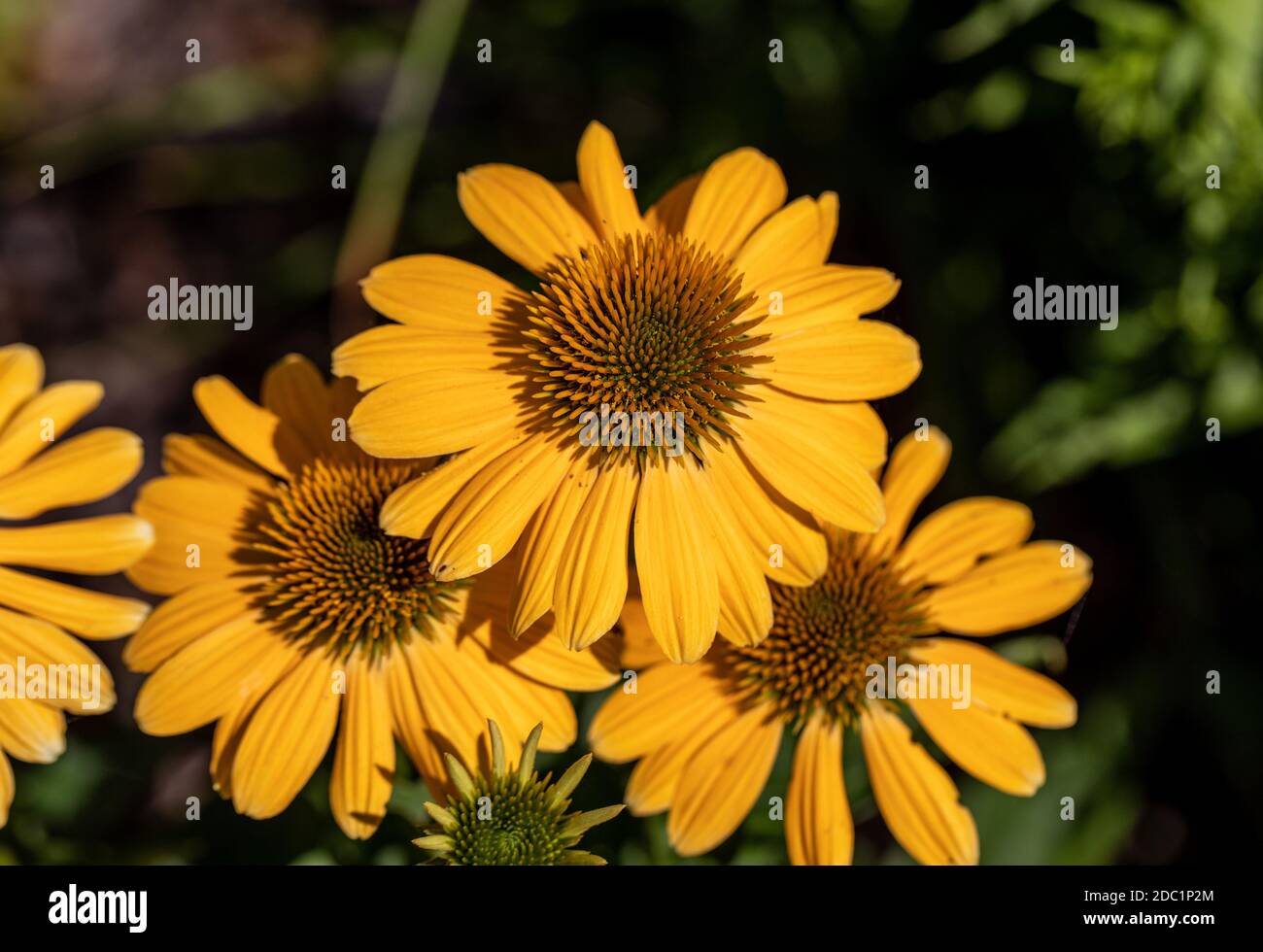 Flowers of Echinacea - an herb stimulating the immune system Stock ...