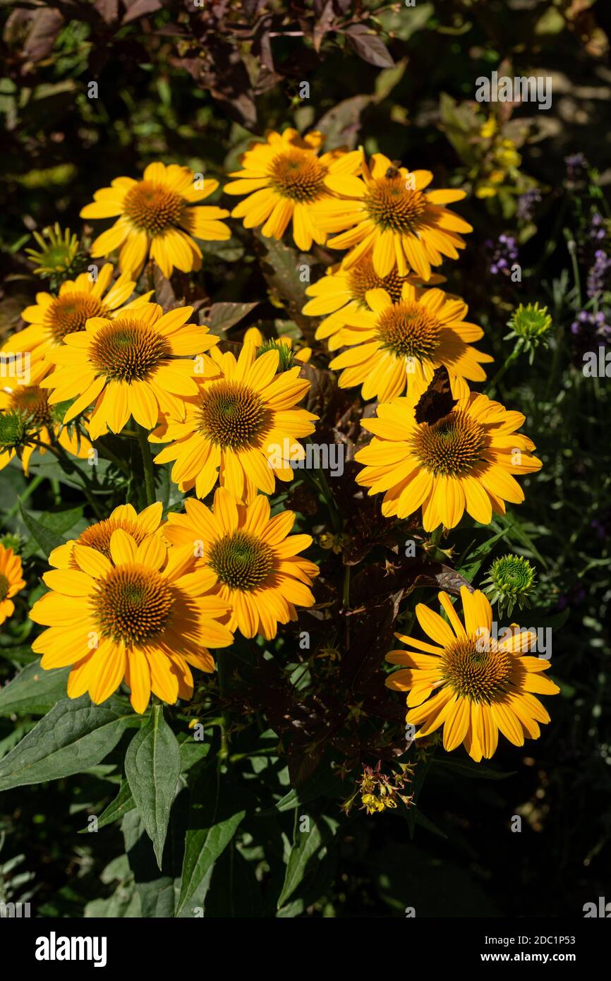 Rudbekia Yellow Daisy flowers in ornamental garden Stock Photo - Alamy