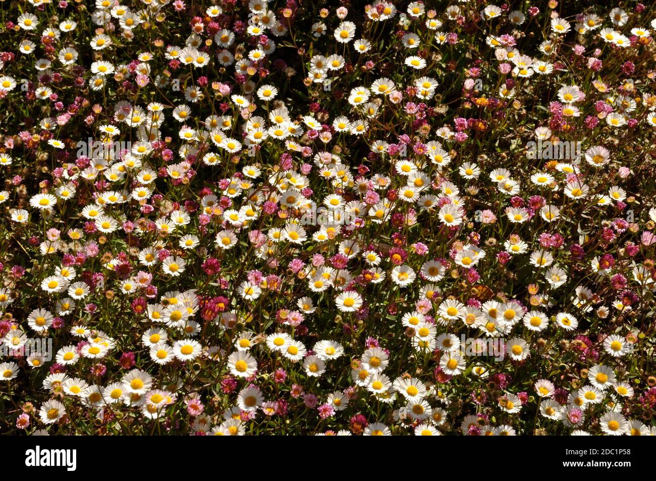 Erigeron plant growing in garden Stock Photo - Alamy
