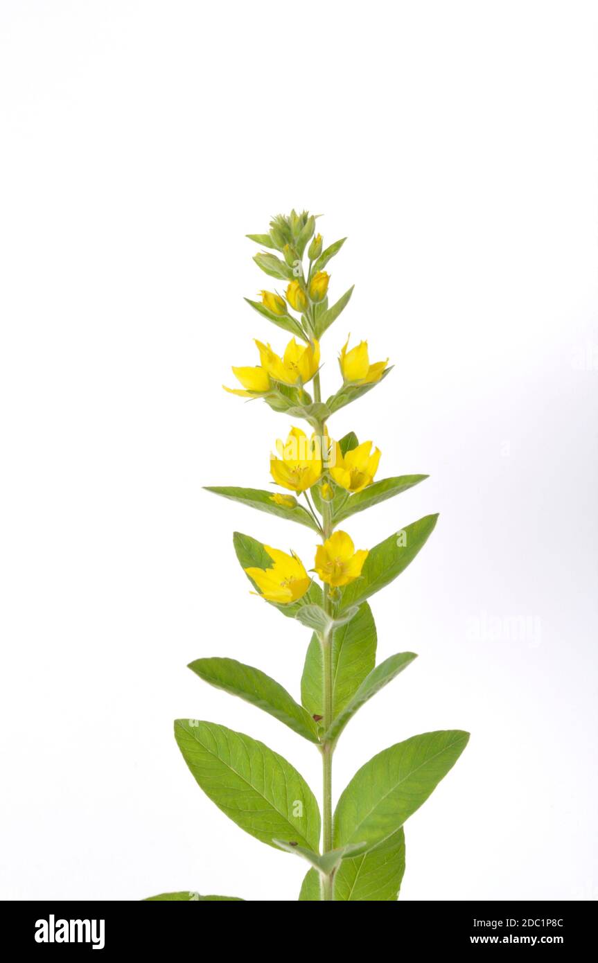 Lysimachus on a white background Stock Photo - Alamy