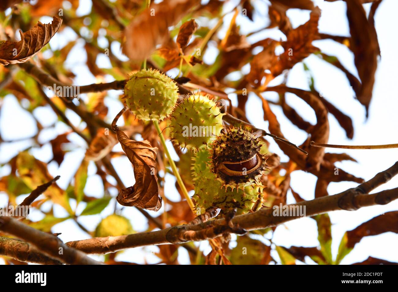 Leaves fruits chestnut tree nature hi-res stock photography and images ...