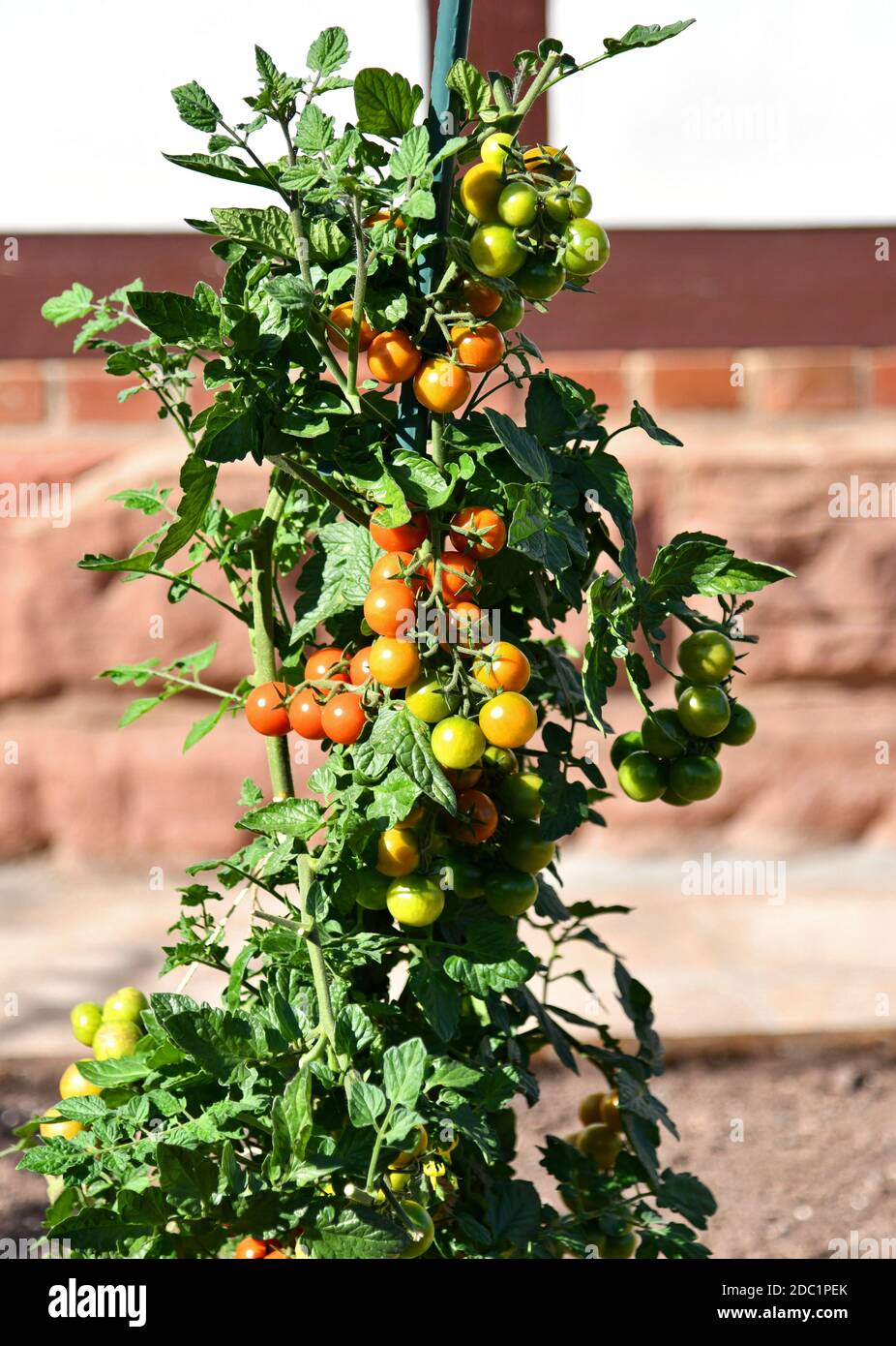 healthy tomatoes in the garden Stock Photo - Alamy