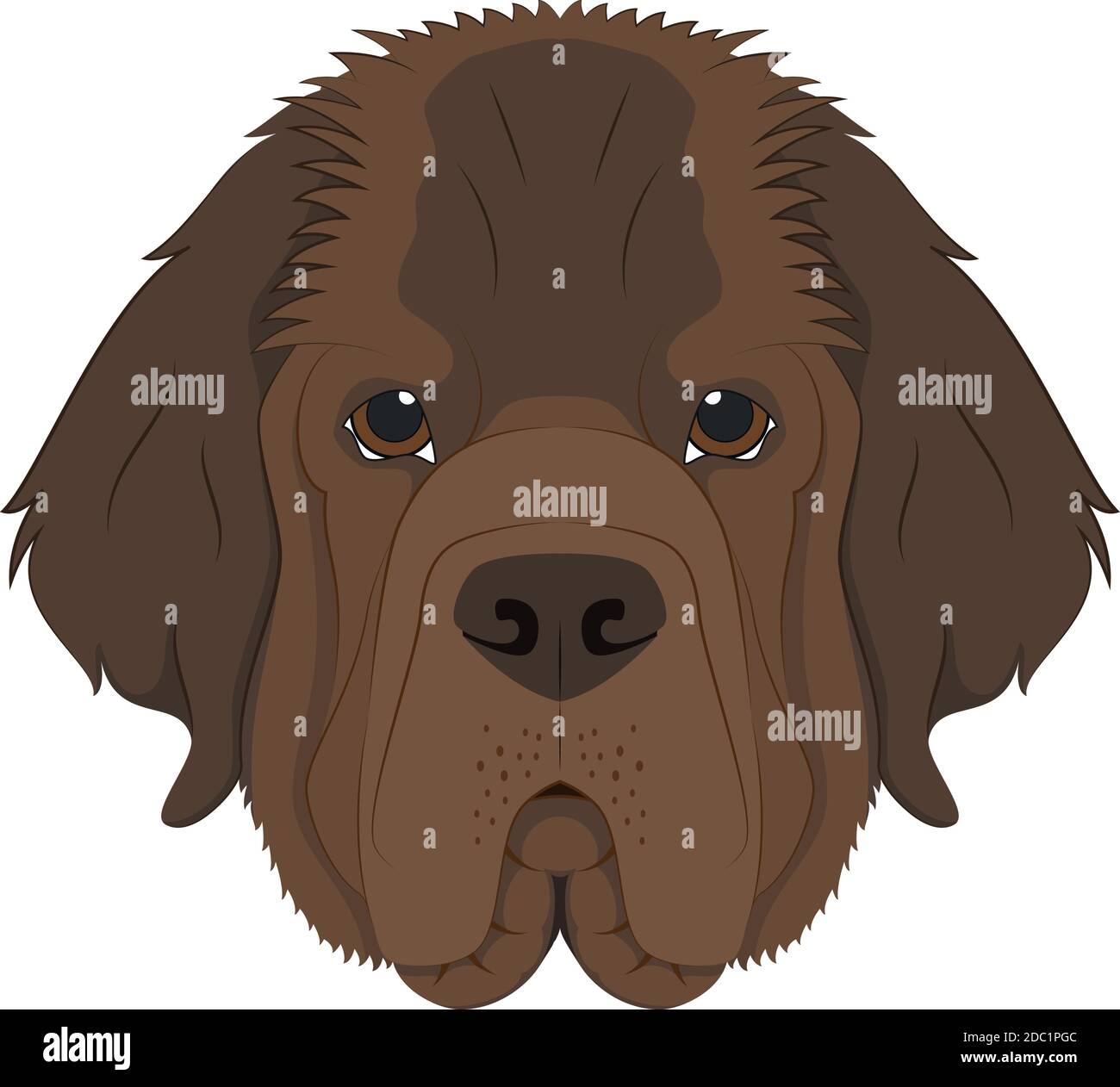 Newfoundland dog isolated on white background vector illustration Stock ...