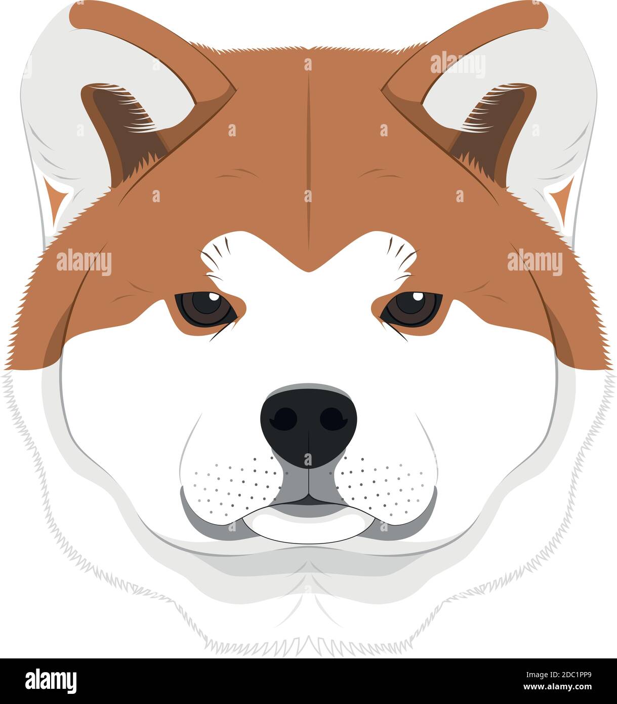 Akita Inu dog isolated on white background vector illustration Stock ...