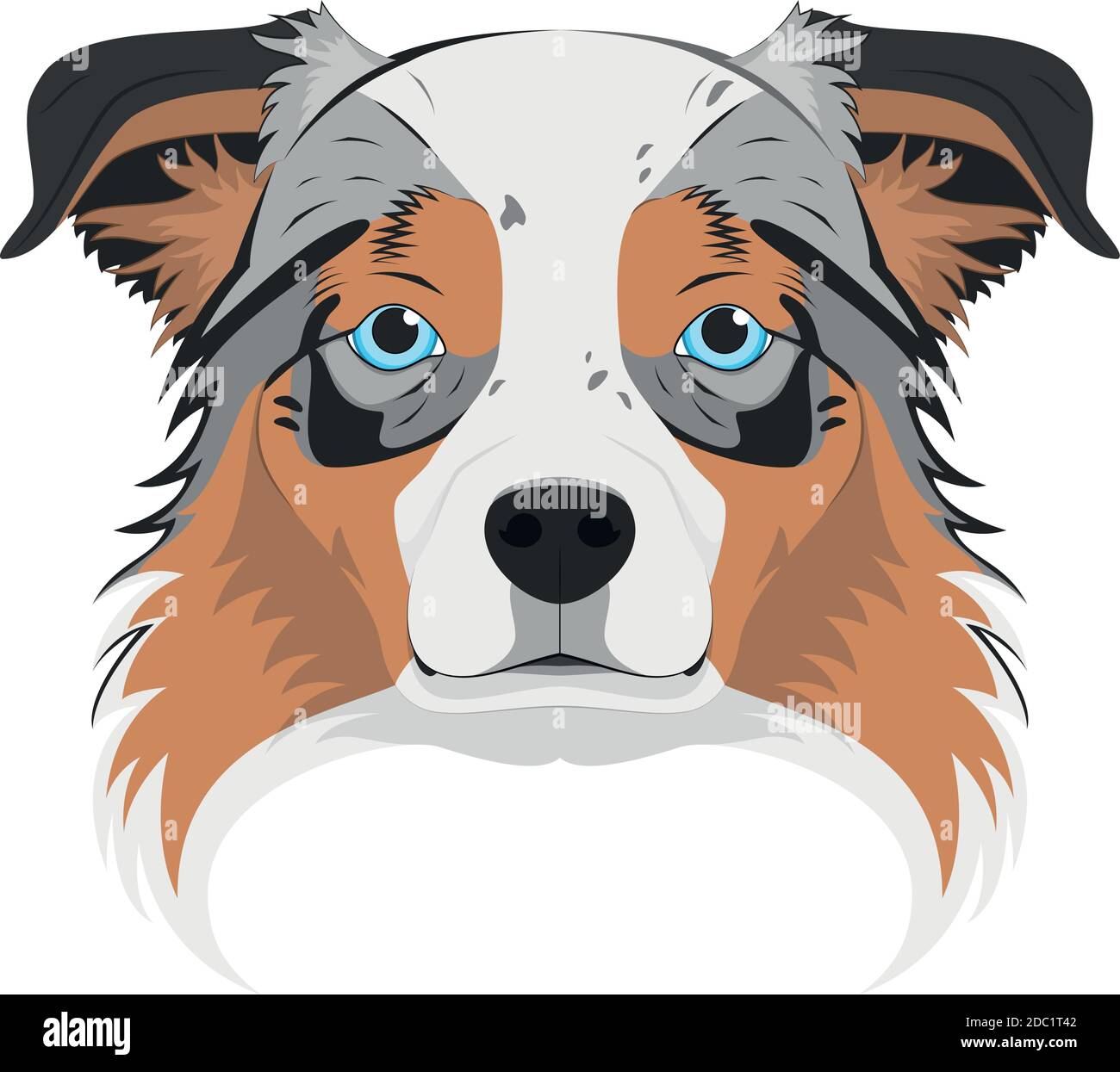 Australian Sheperd dog isolated on white background vector illustration ...