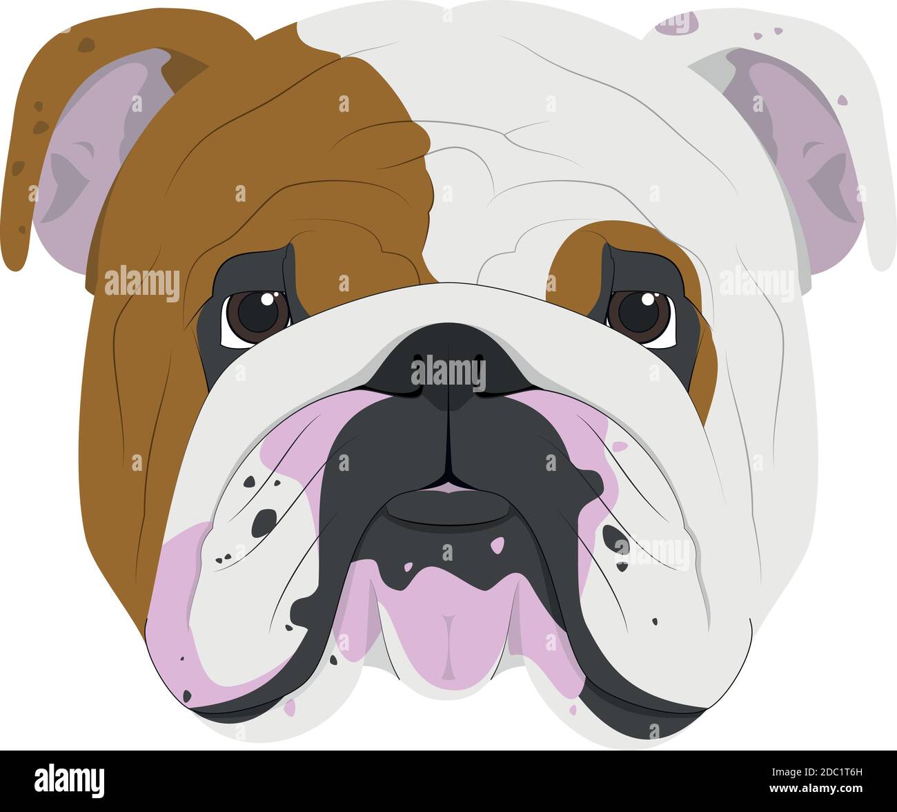 English Bulldog dog isolated on white background vector illustration ...