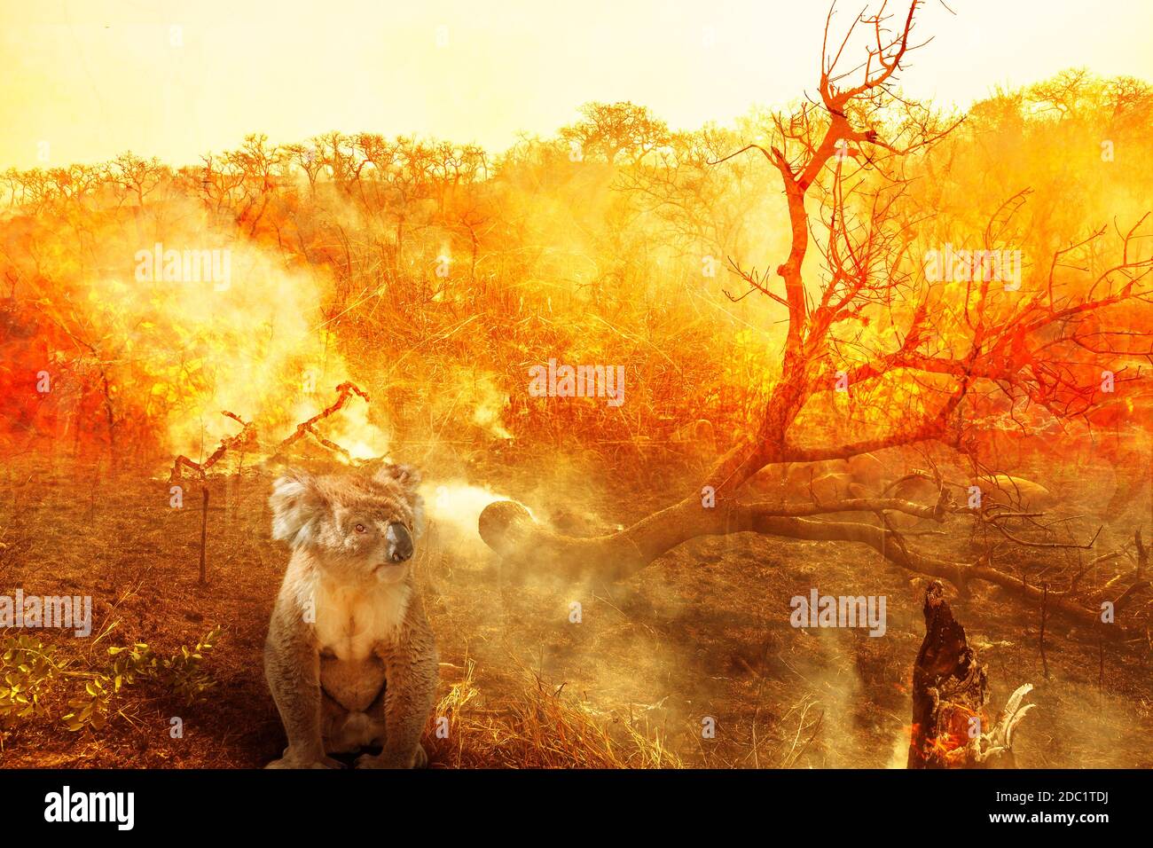 Composition about Australian wildlife in bushfires of Australia in 2020 ...