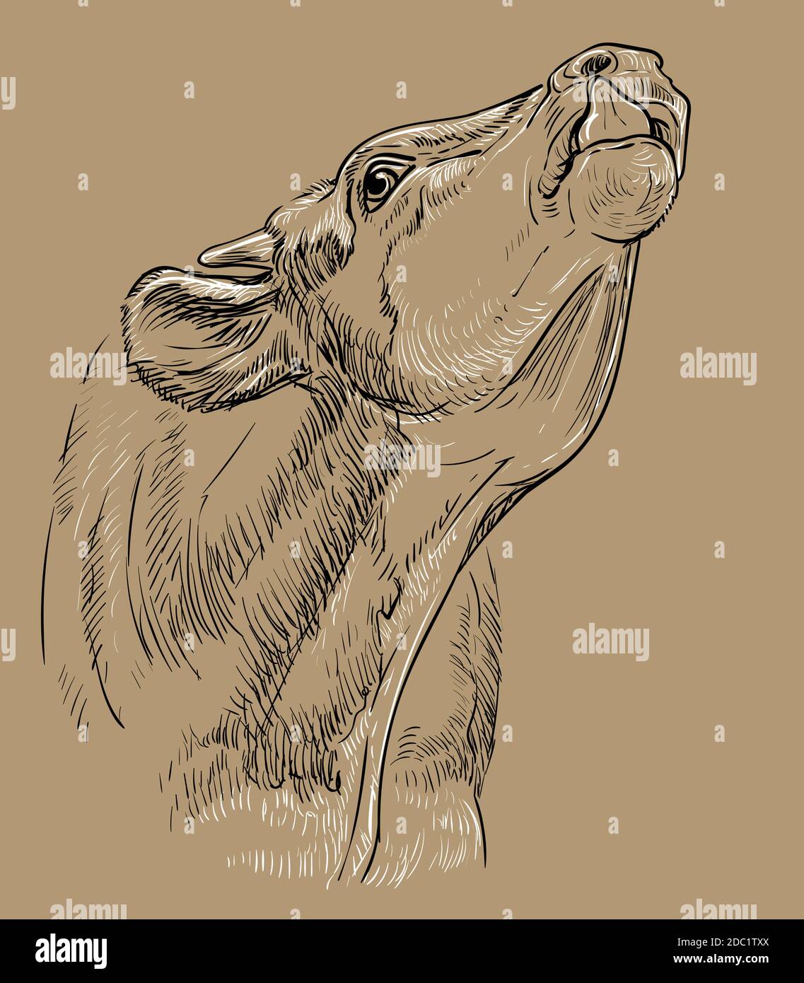 Head of bull hand drawing illustration vintage Stock Vector Image & Art ...