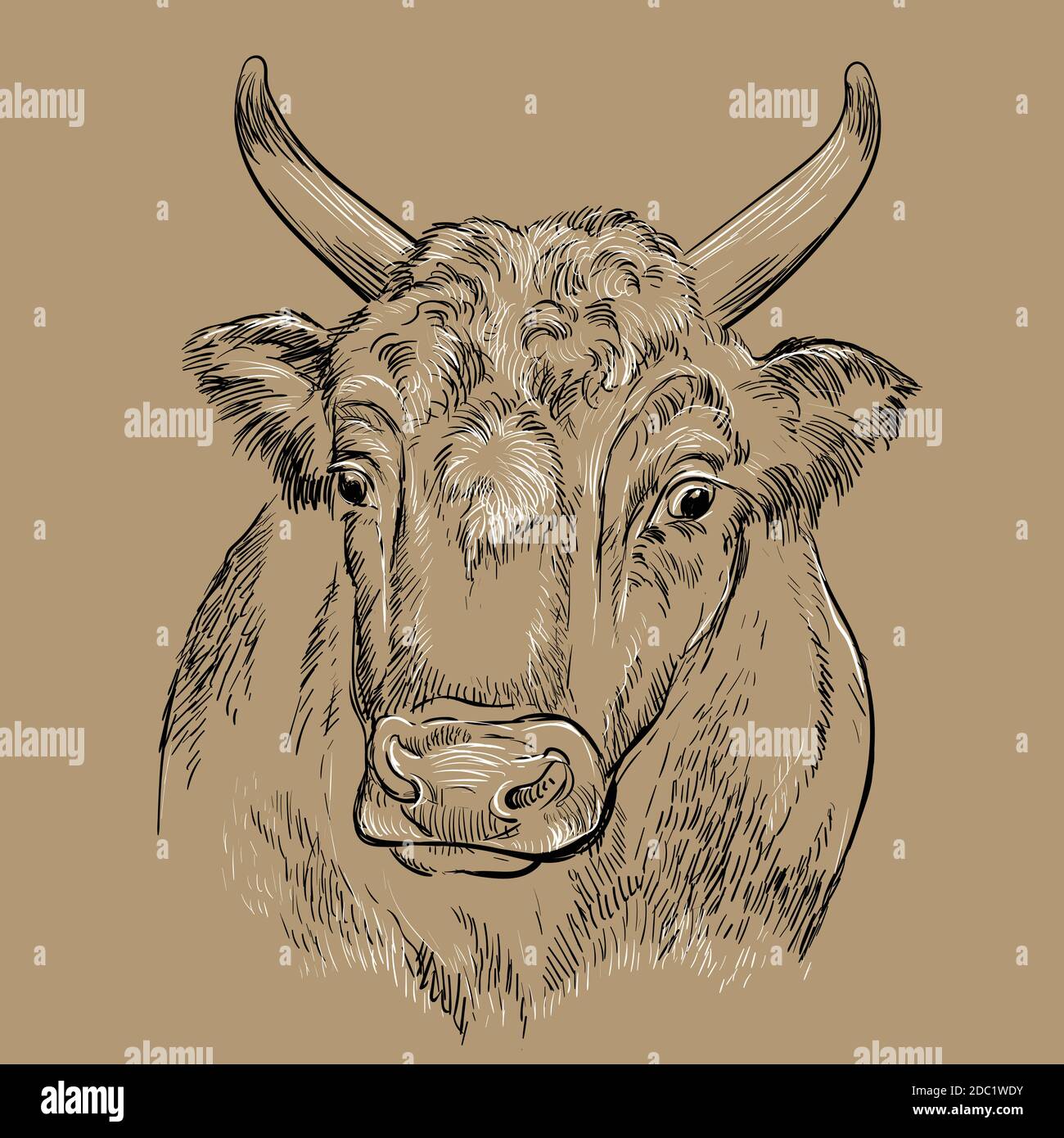 Surprised head of bull hand drawing illustration Stock Vector Image ...