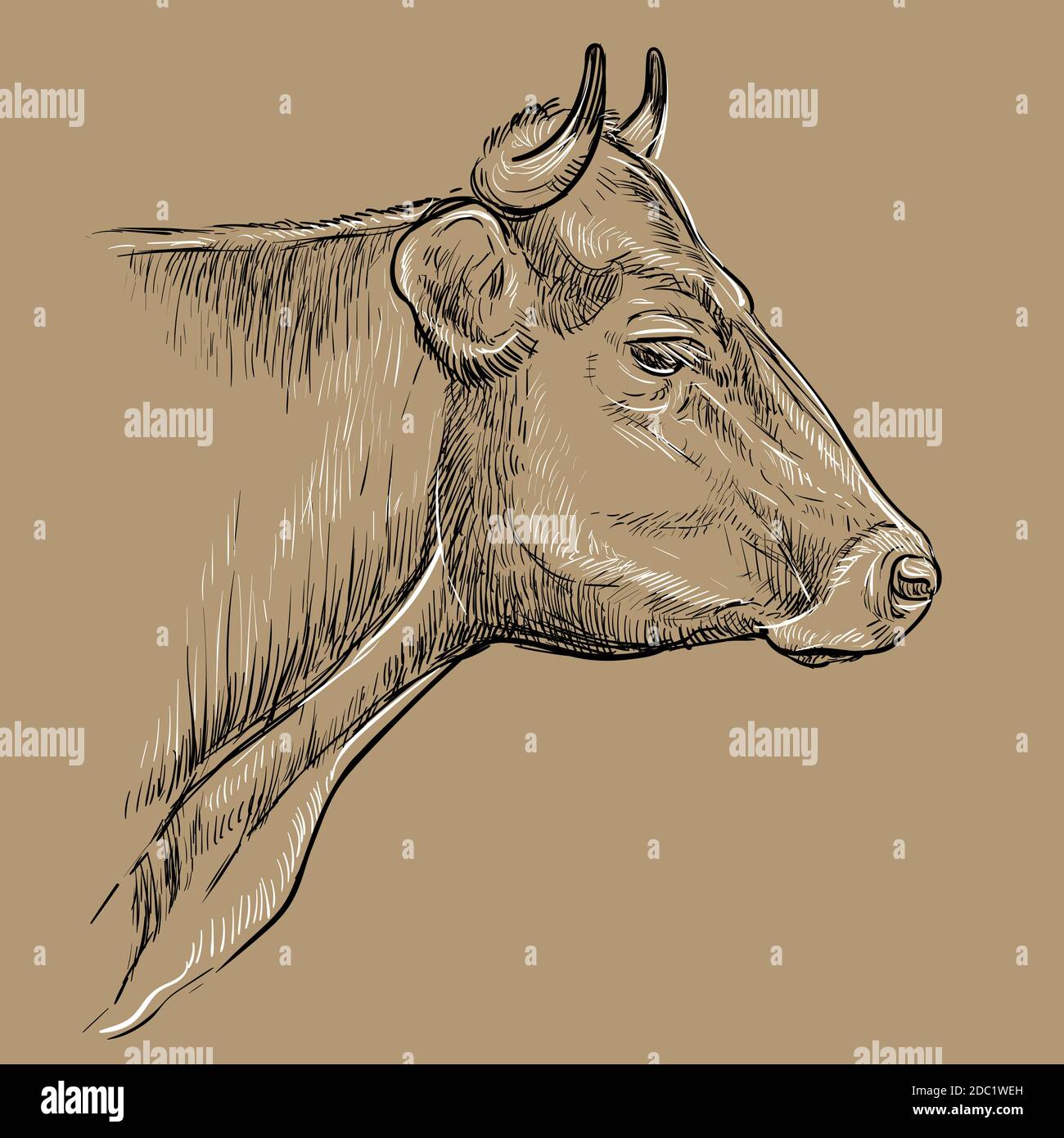 Bull head drawing hi-res stock photography and images - Alamy