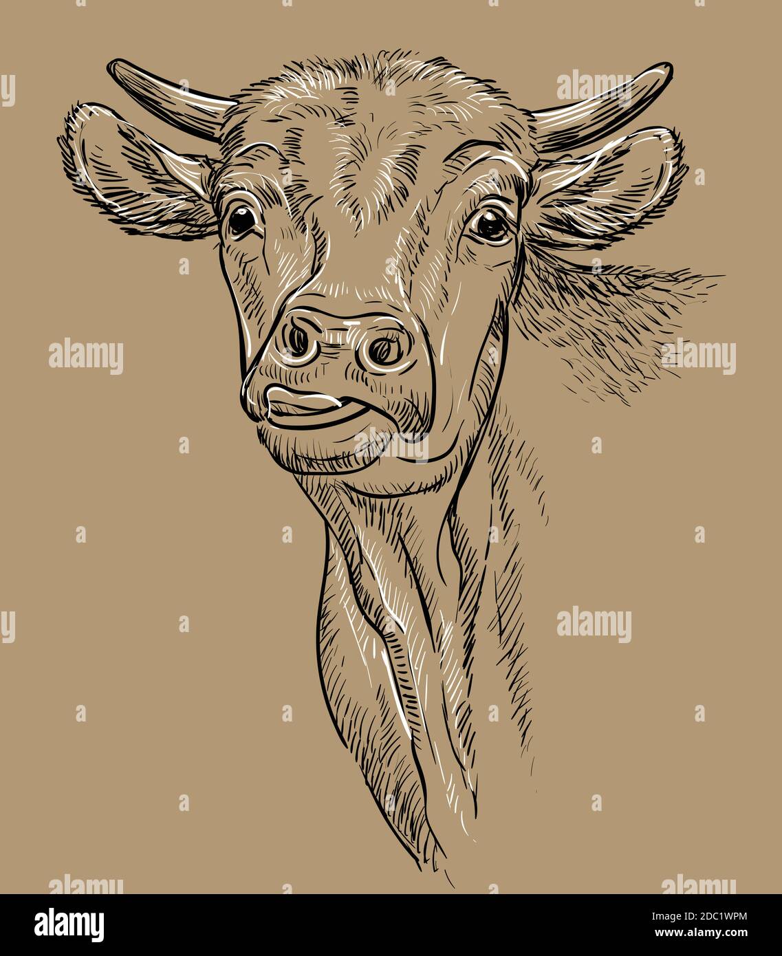 Monochrome head of bull hand drawing illustration Stock Vector Image ...