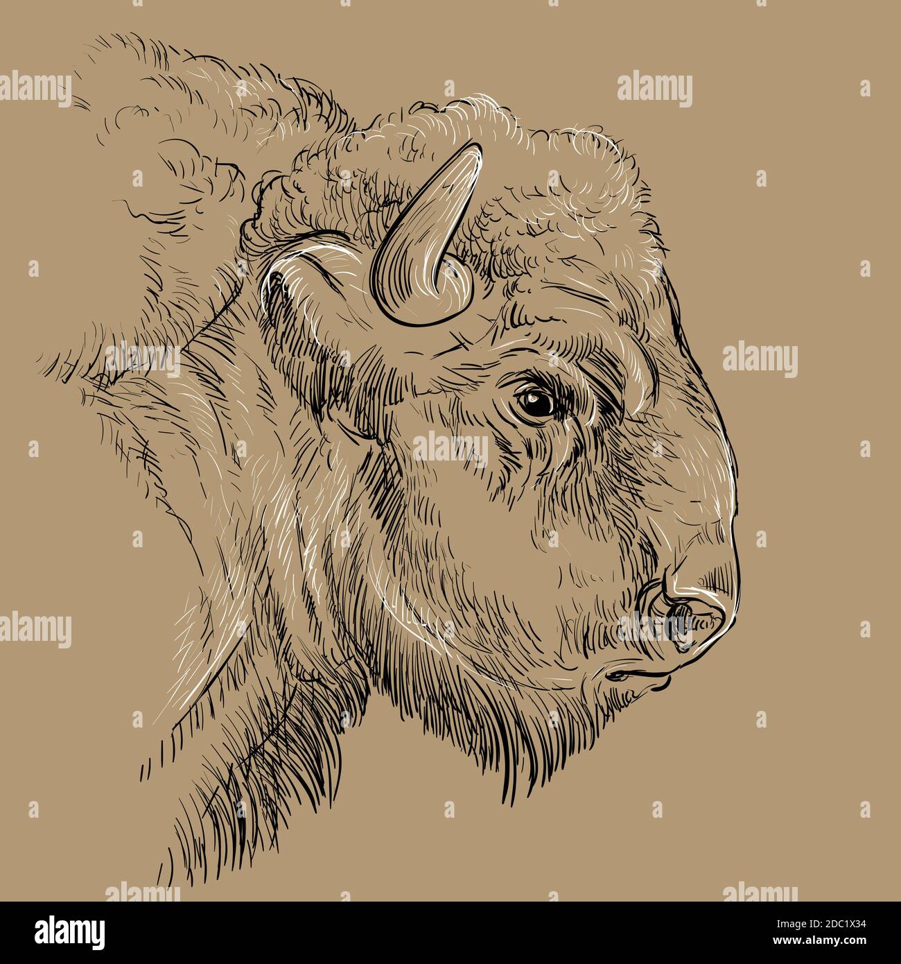 Thoughtful portrait of bison hand drawing illustration brown Stock ...