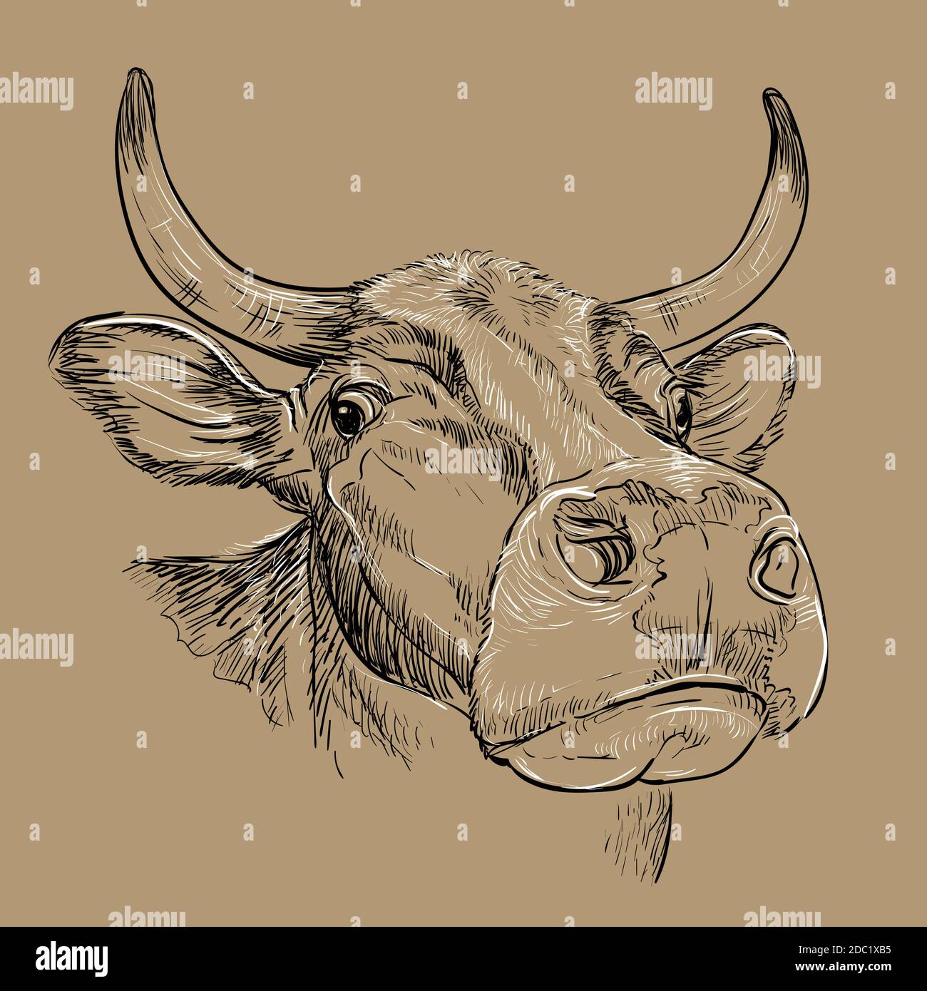 Bull head drawing Stock Vector Images - Alamy