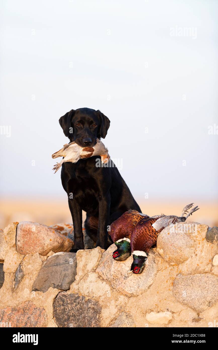 A Black lab with a hungarian partridge after a successful hunt Stock ...