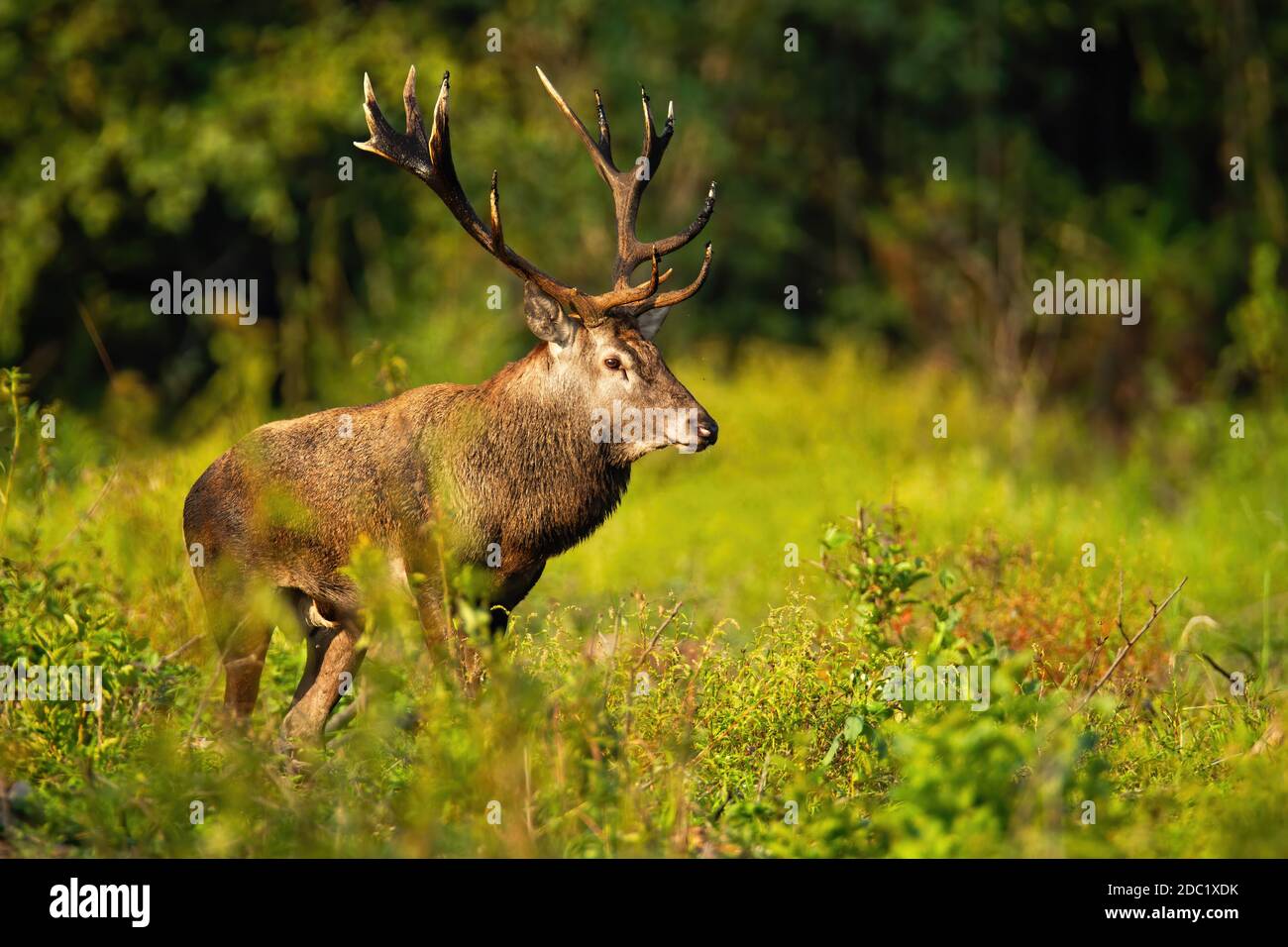 Large red deer, cervus elaphus, standing in riparian forest in summer ...