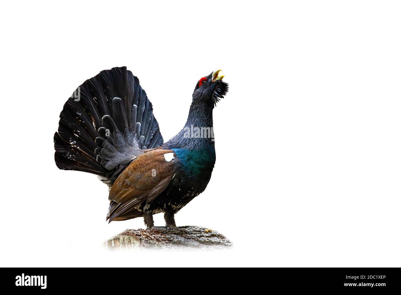 The western capercaillie Cut Out Stock Images & Pictures - Alamy