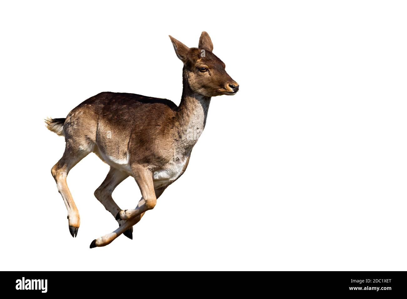 Fallow deer, dama dama, hind running isolated on white background. Wild ...