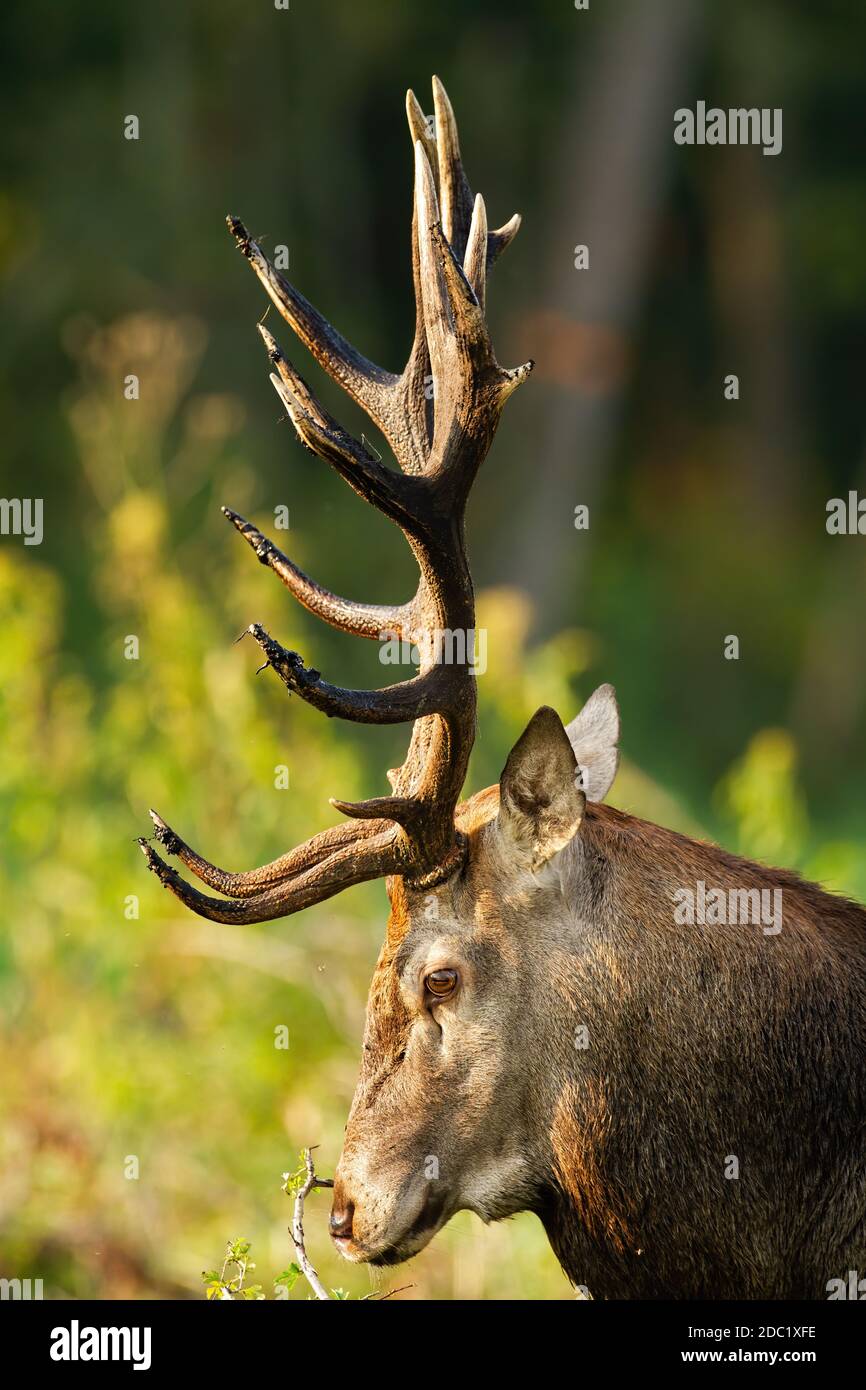 Red deer, cervus elaphus, looking in nature in springtime from close-up ...