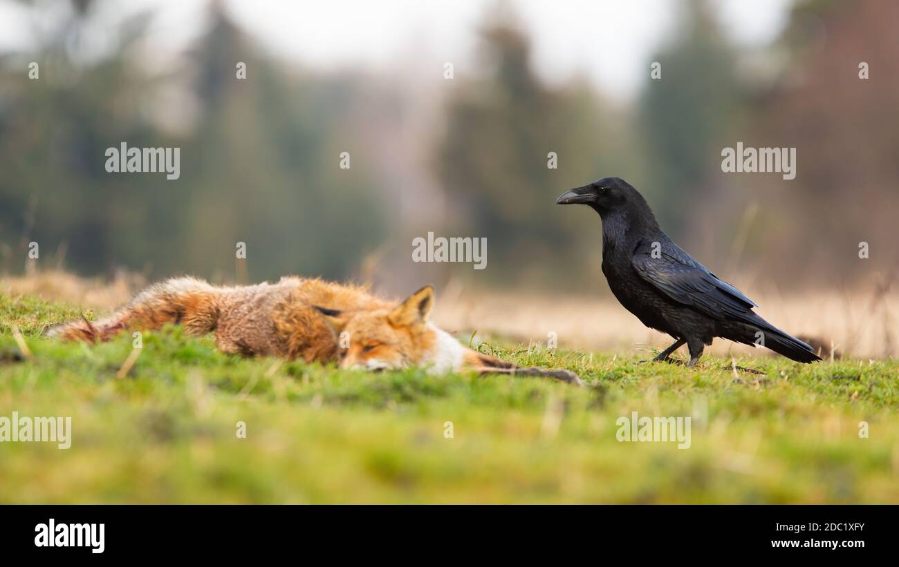 Black common raven, corvus corax, approaching dead red fox, vulpes ...