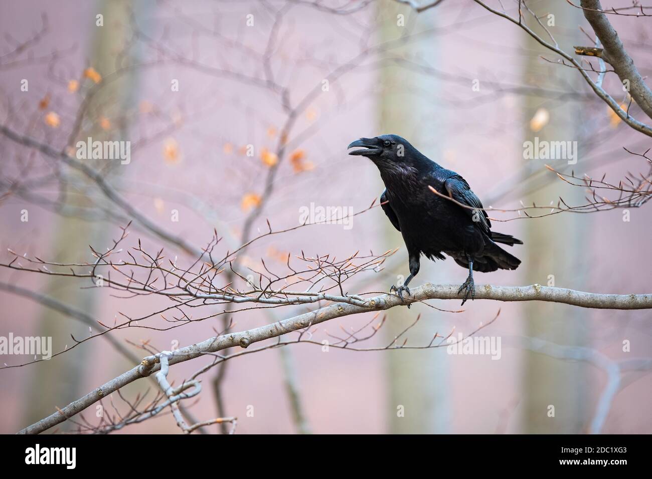 Common raven, corvus corax, sitting on branch in autumn nature. Black ...