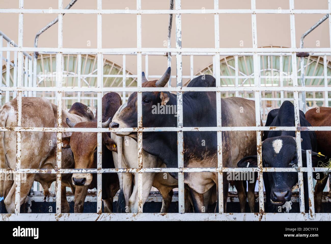 Cattle truck hi-res stock photography and images - Alamy