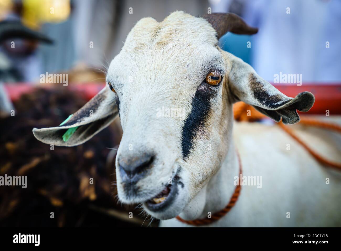 Goat market nizwa sultanate oman hi-res stock photography and images ...