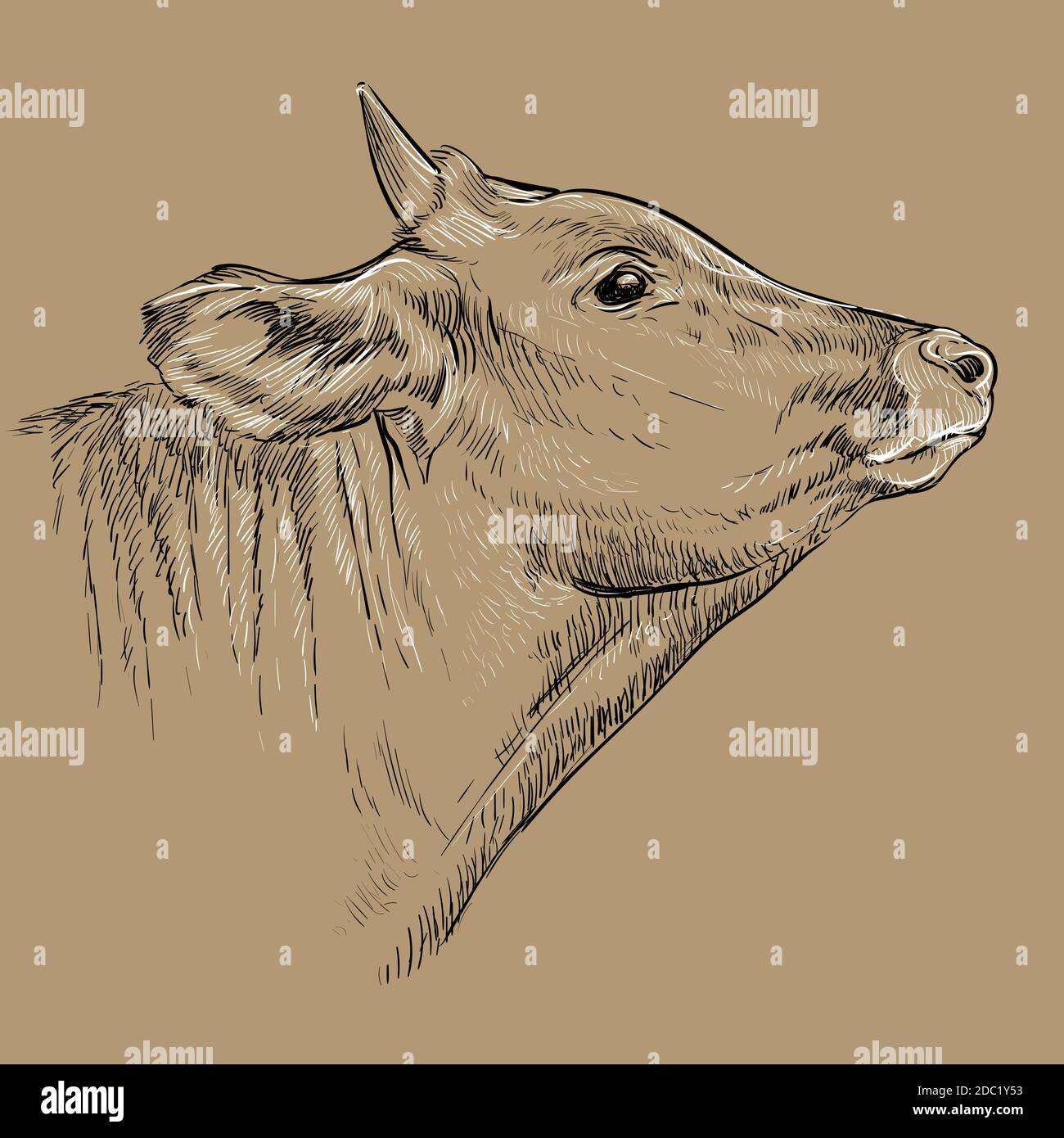 Kind head of cow hand drawing illustration Stock Vector Image & Art - Alamy