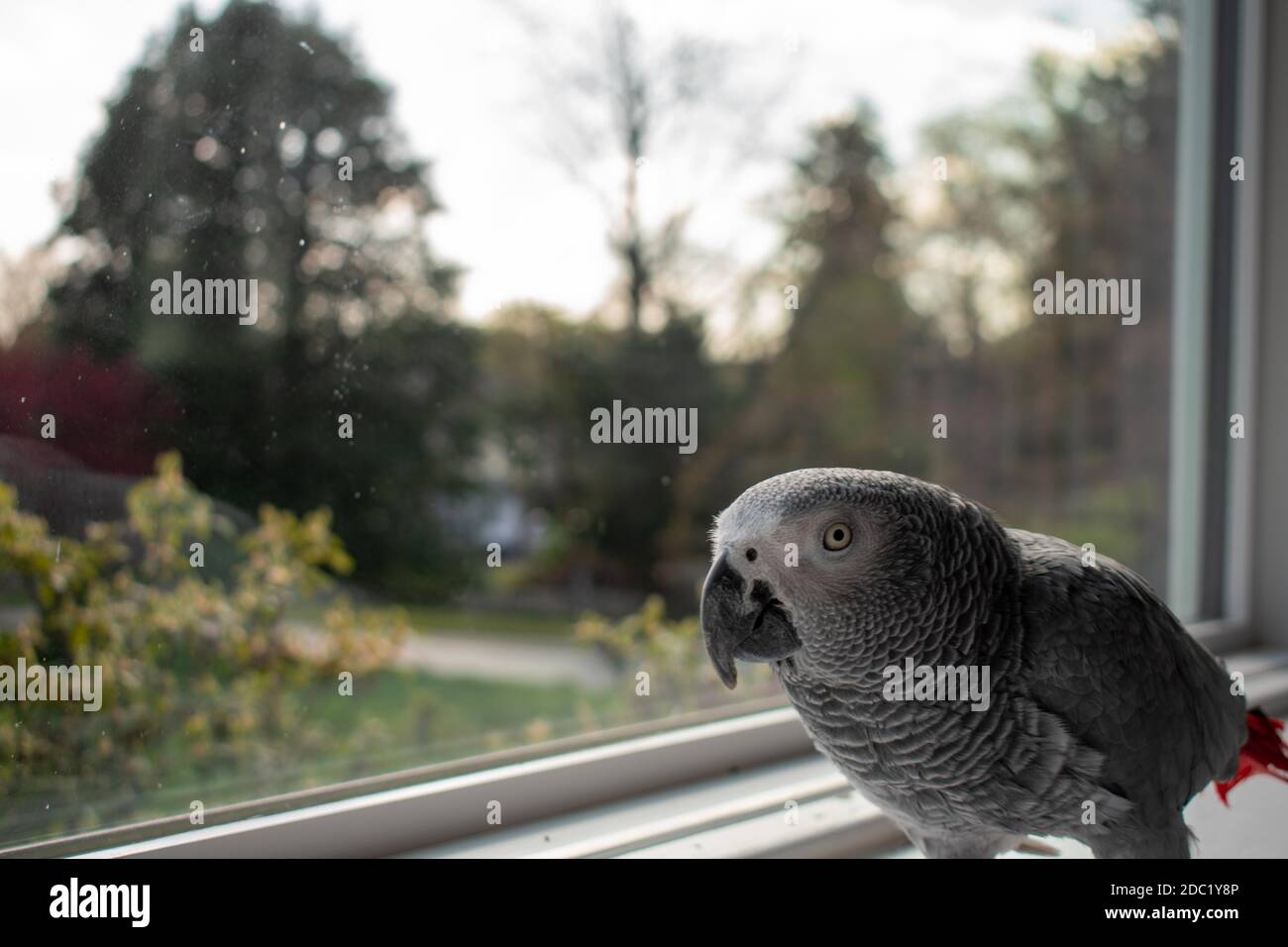 An African Grey Parrot Standing Next to a Large Window on a Windowsill ...