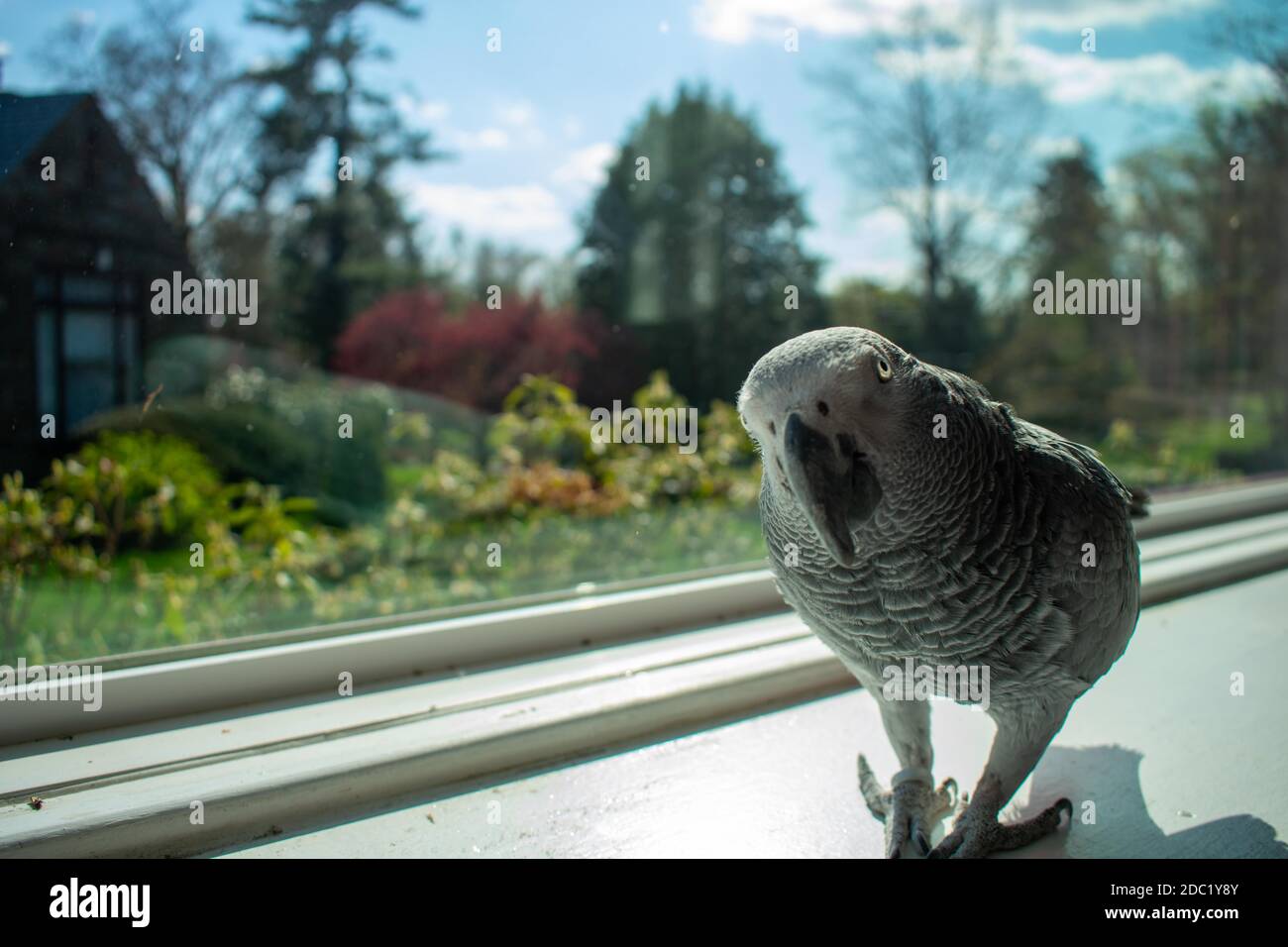 An African Grey Parrot on a Windowsill Next to a Large Window Looking ...