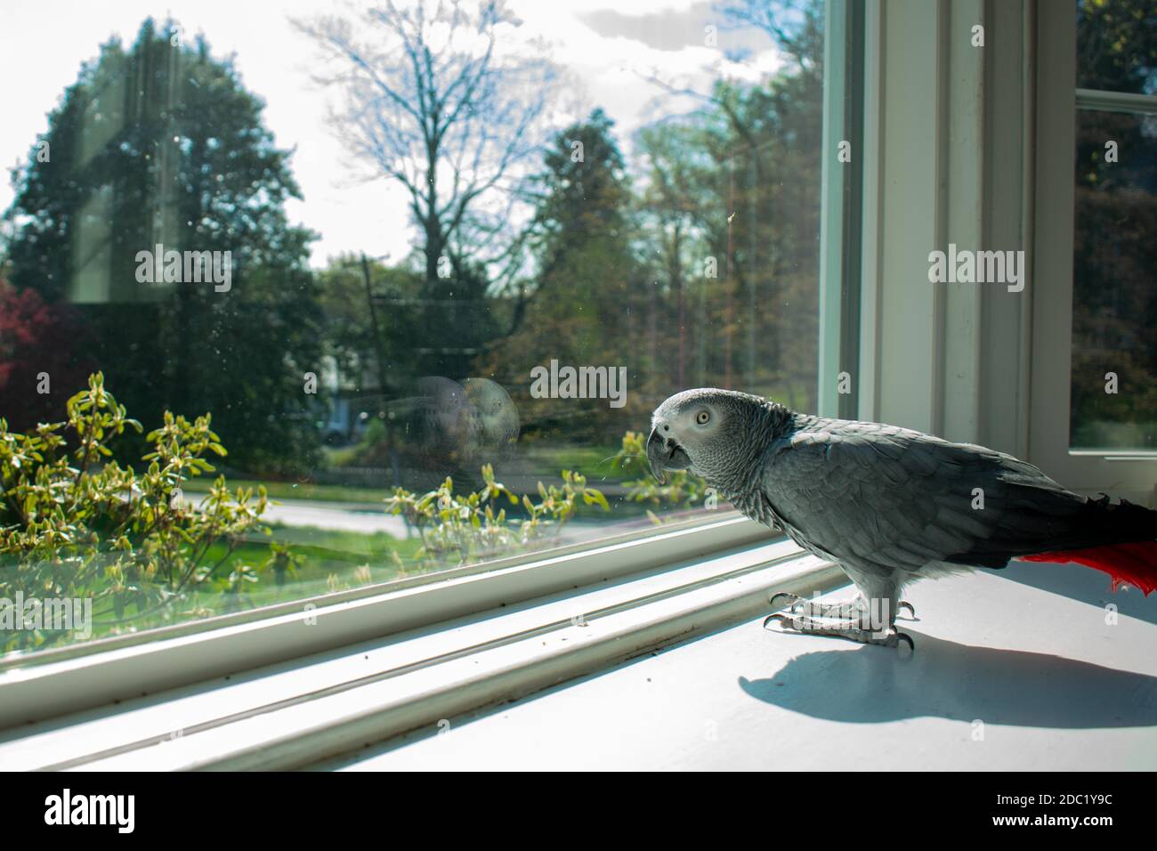 An African Grey Parrot Standing on a Windowsill Next to a Large Window ...