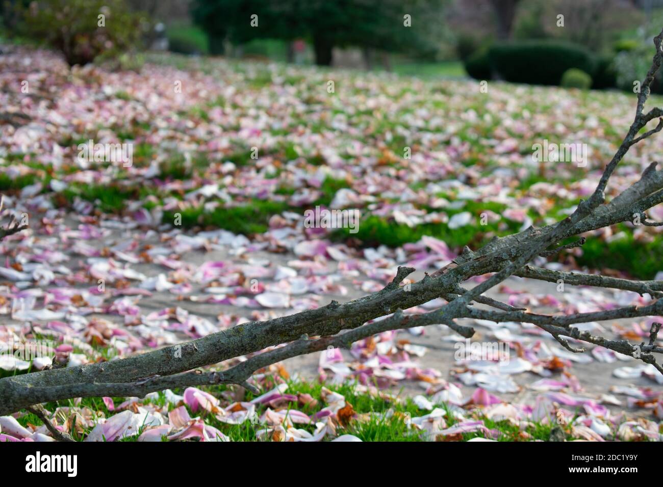 An Old Fallen Tree Branch Sitting on a Front LAwn With a Path Covered ...