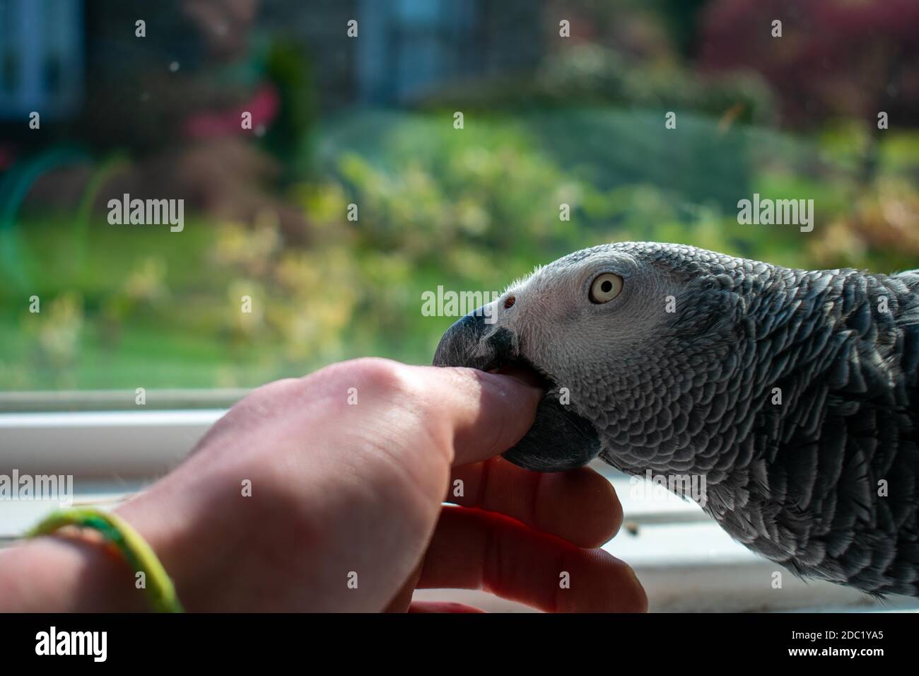 A Large African Grey Parrot Biting a Person's Hand Stock Photo - Alamy