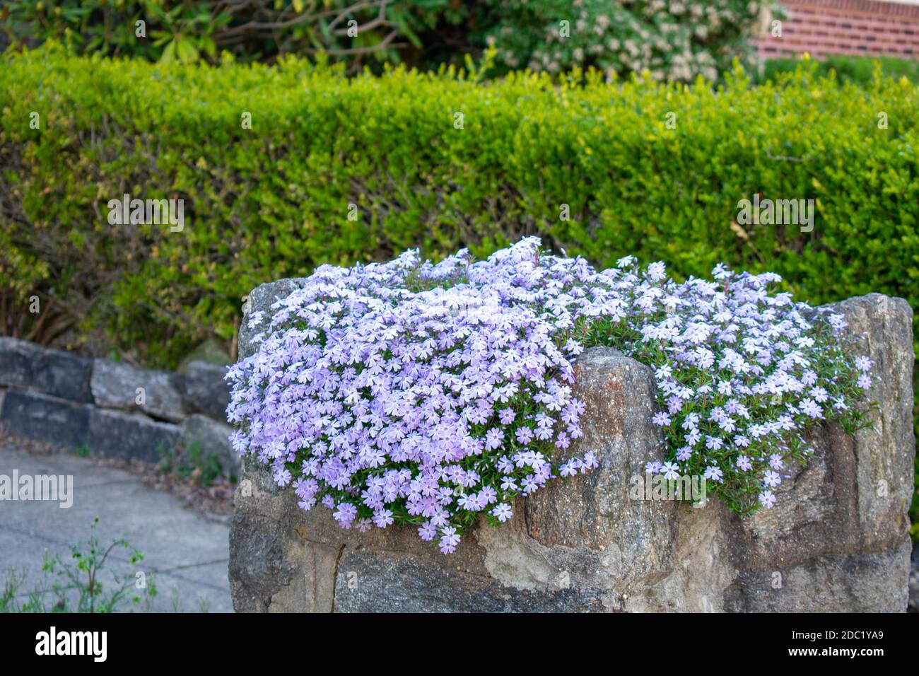 A Large Cobblestone Planter Full of Small Hanging Flowers Stock Photo ...