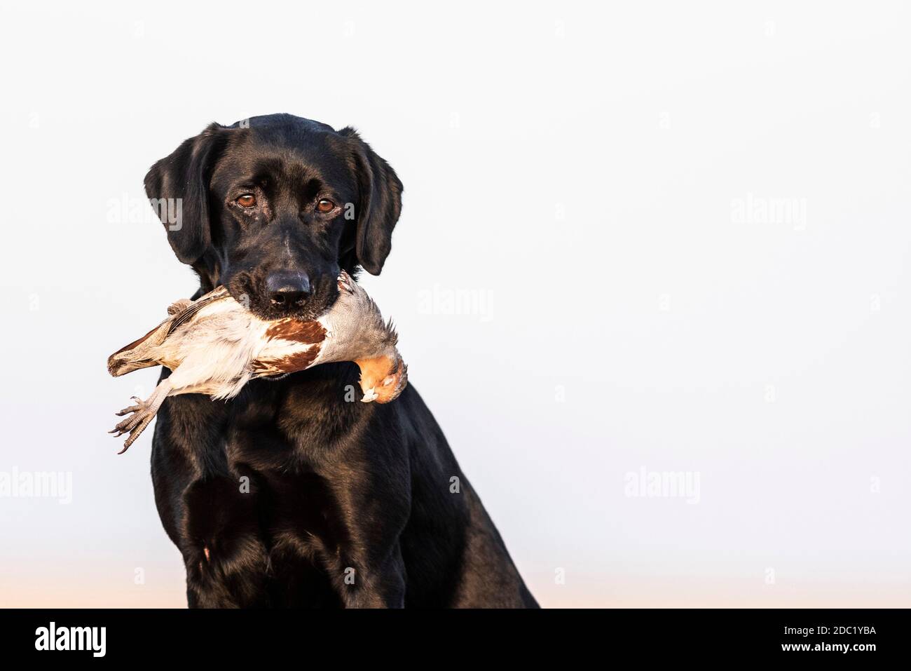 A Black lab with a hungarian partridge after a successful hunt Stock ...