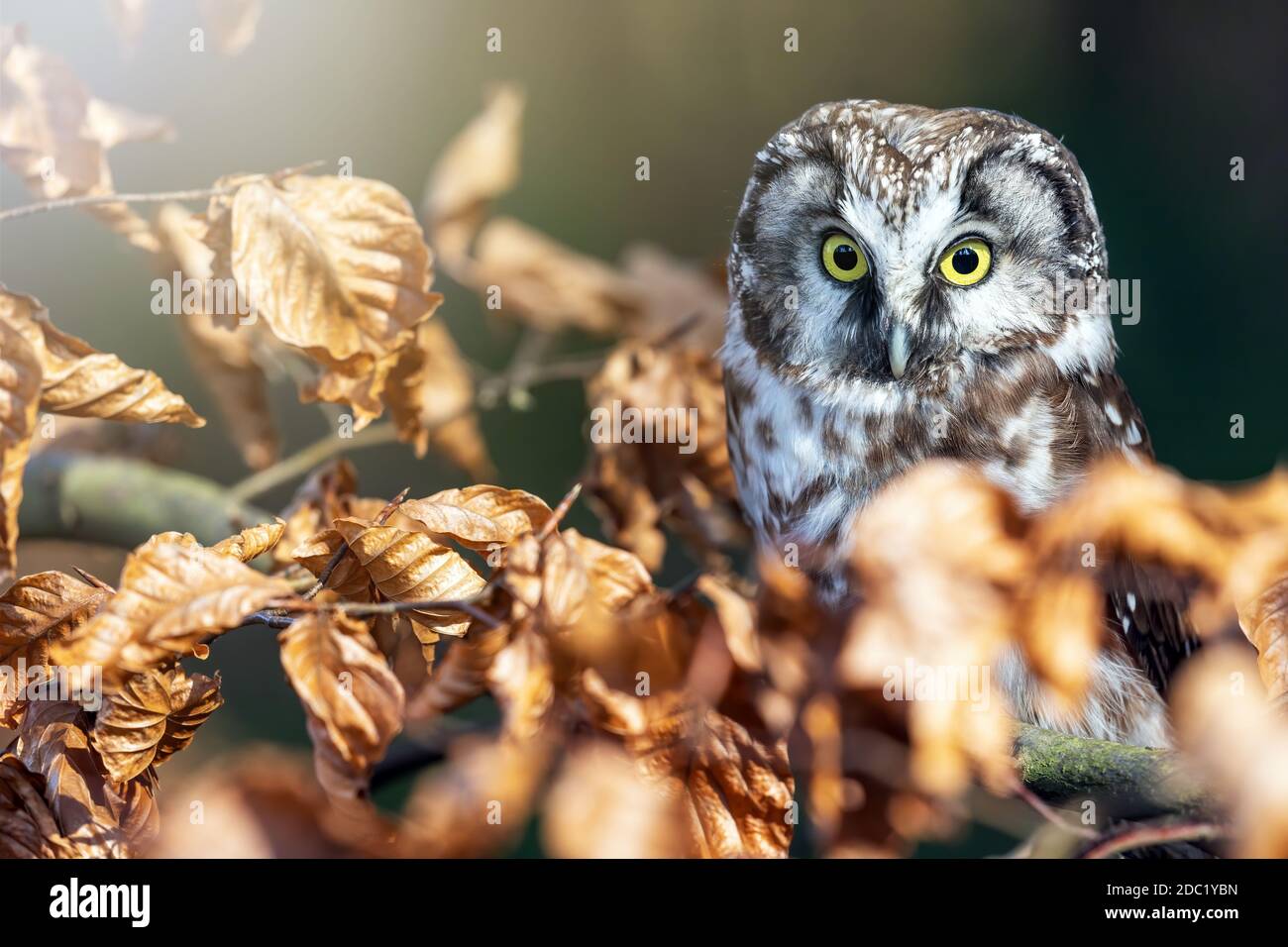 Cute boreal owl is sitting on the tree branch looking at the camera ...