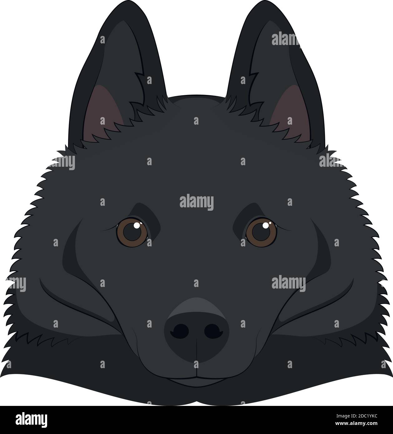 Schipperke dog isolated on white background vector illustration Stock ...