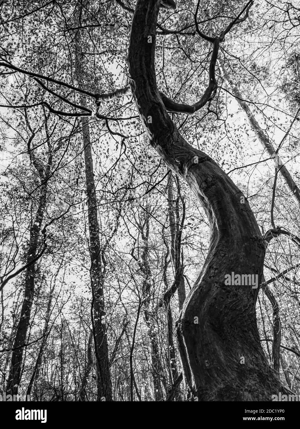 Tree trunk shape in black and white Stock Photo - Alamy