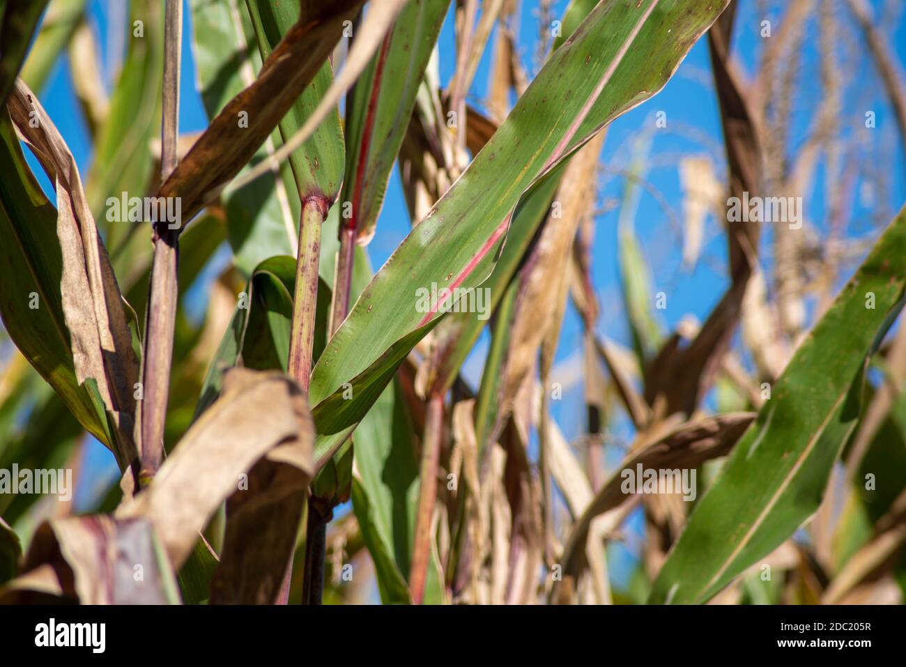 Full frame close up in natural light of green corn stalk leaves and ...