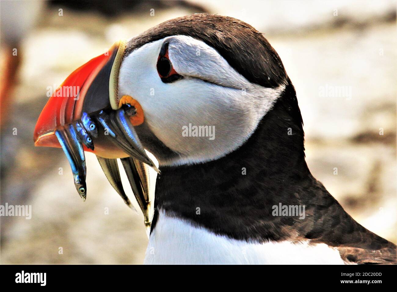 A puffin head and shoulders with small fish in his beak during summer ...