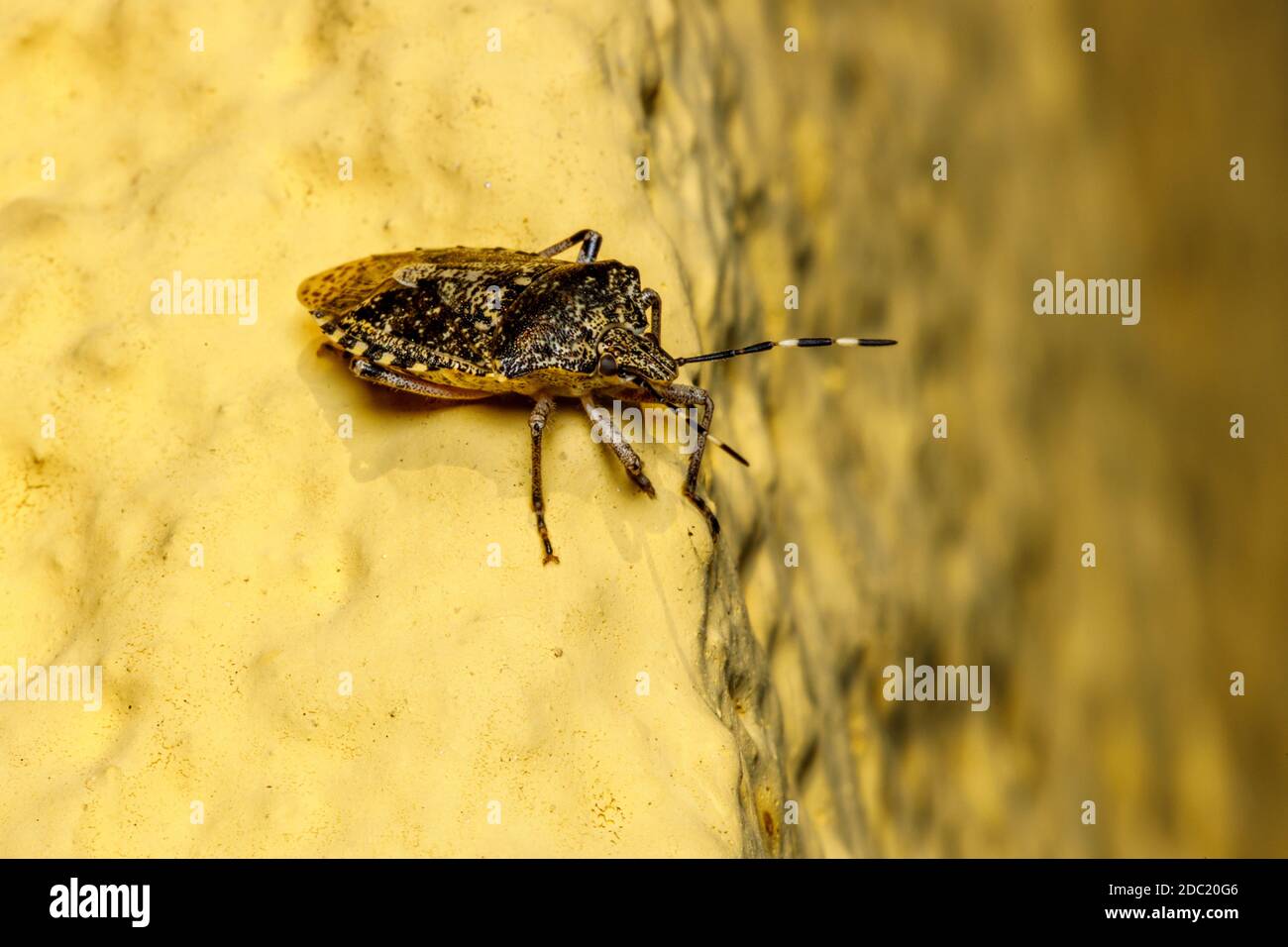A gray garden bug Stock Photo - Alamy