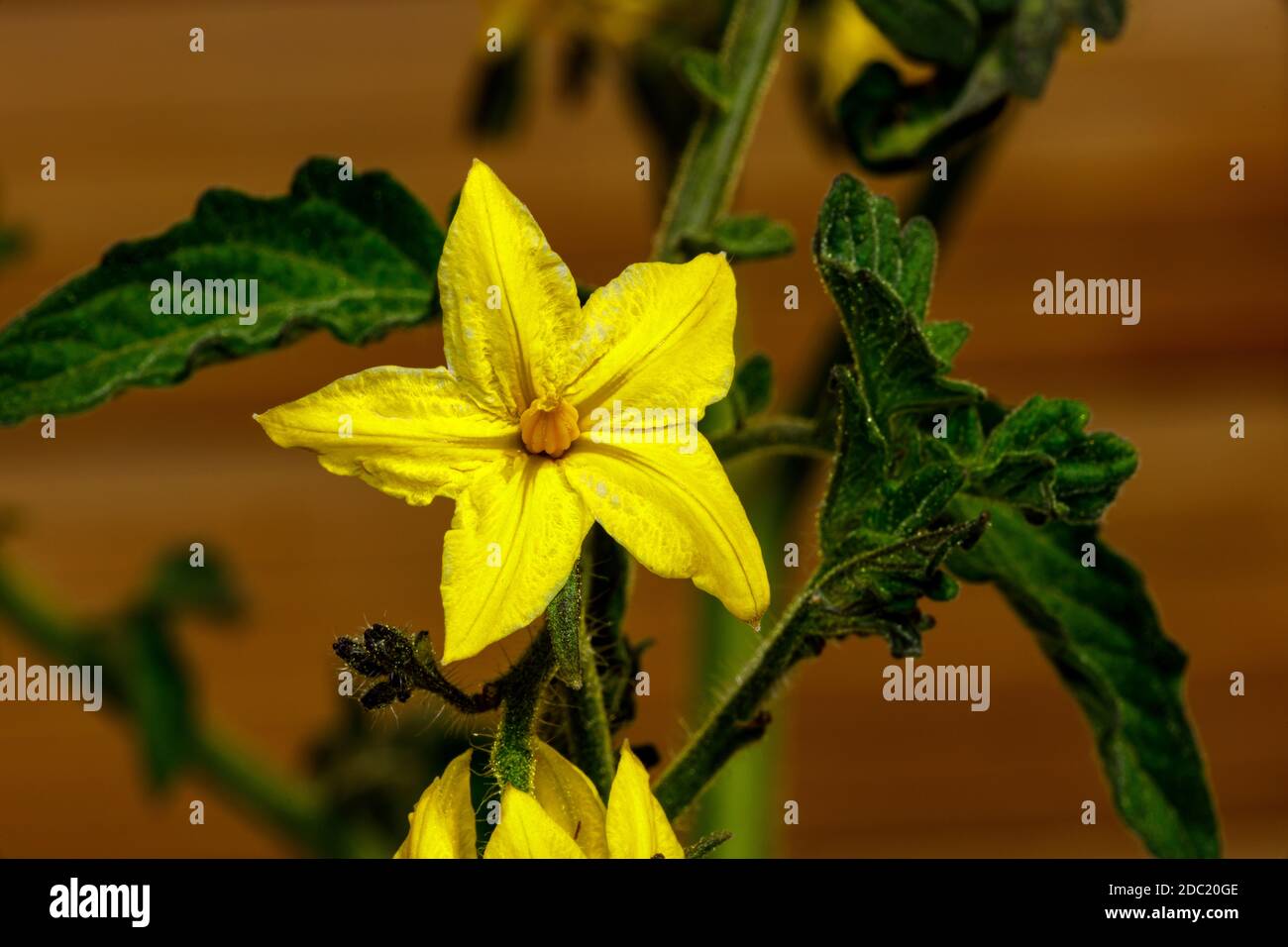 Beauty of tomato flower hi-res stock photography and images - Alamy