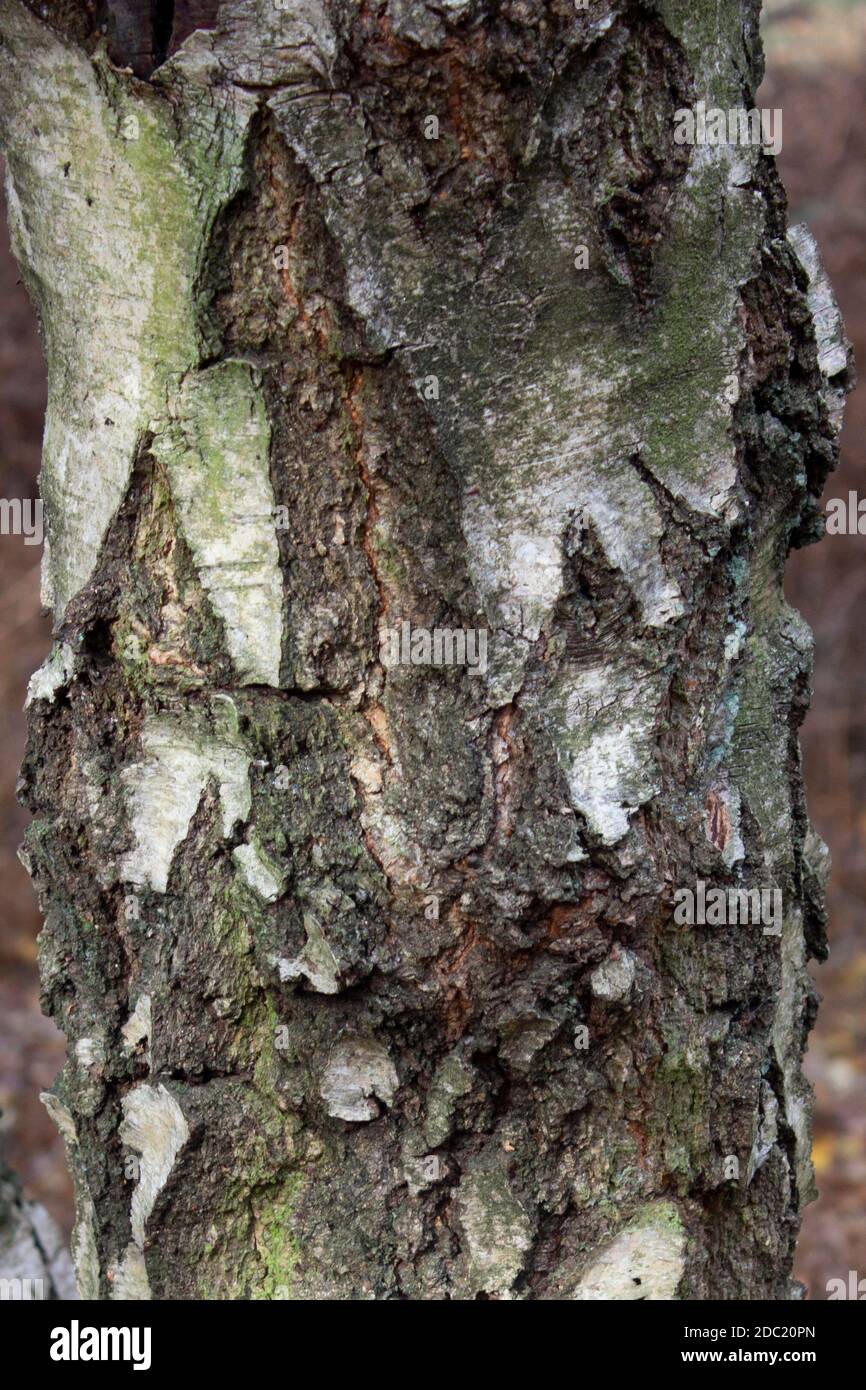 Birch tree pattern hi-res stock photography and images - Alamy